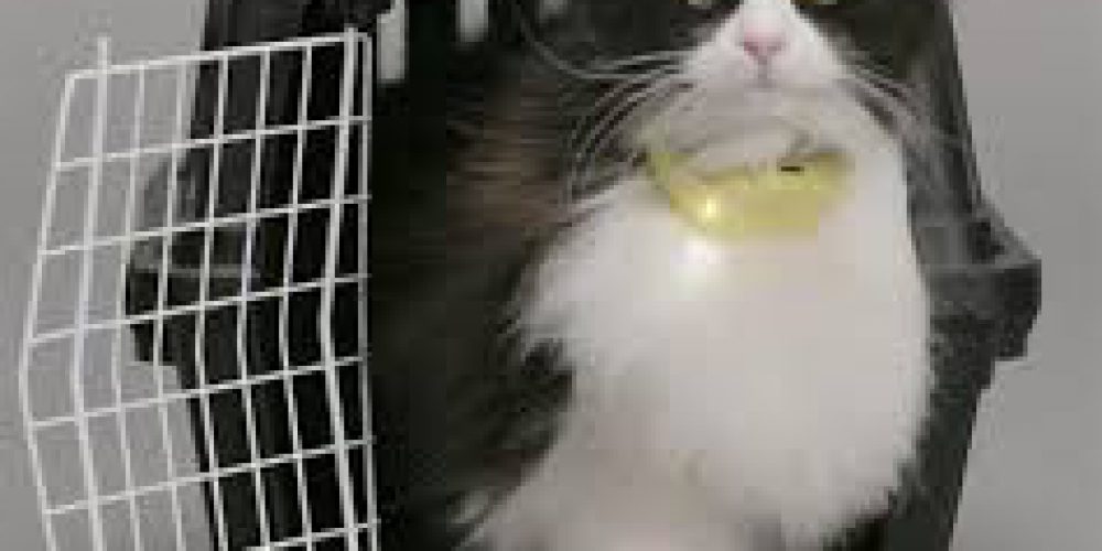 How The Catterbox Translates Cats’ Meows Into Human Voices ...